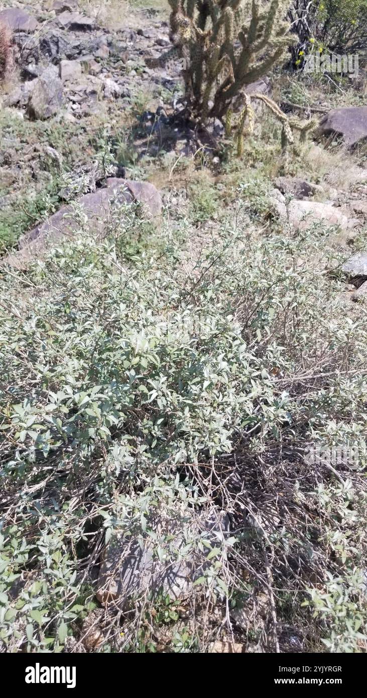 triangle-leaf bursage (Ambrosia deltoidea Stock Photo - Alamy