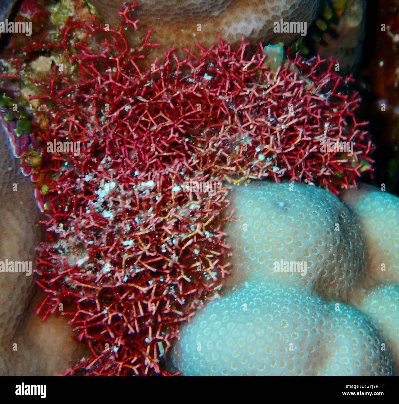 Fragile Coral Weed (Amphiroa fragilissima Stock Photo - Alamy