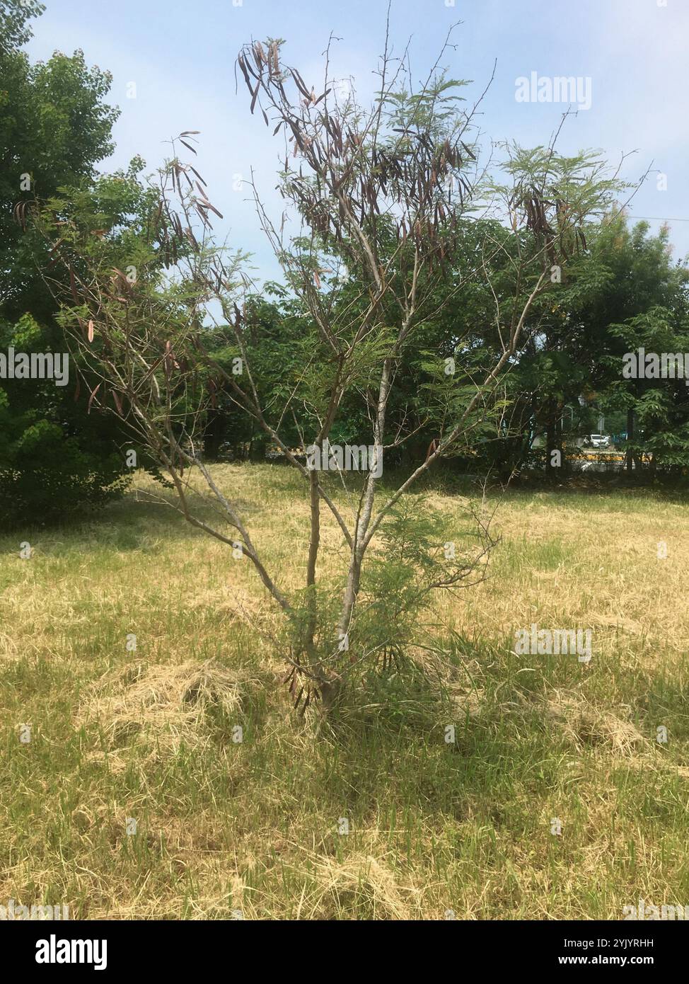 White leadtree (Leucaena leucocephala Stock Photo - Alamy