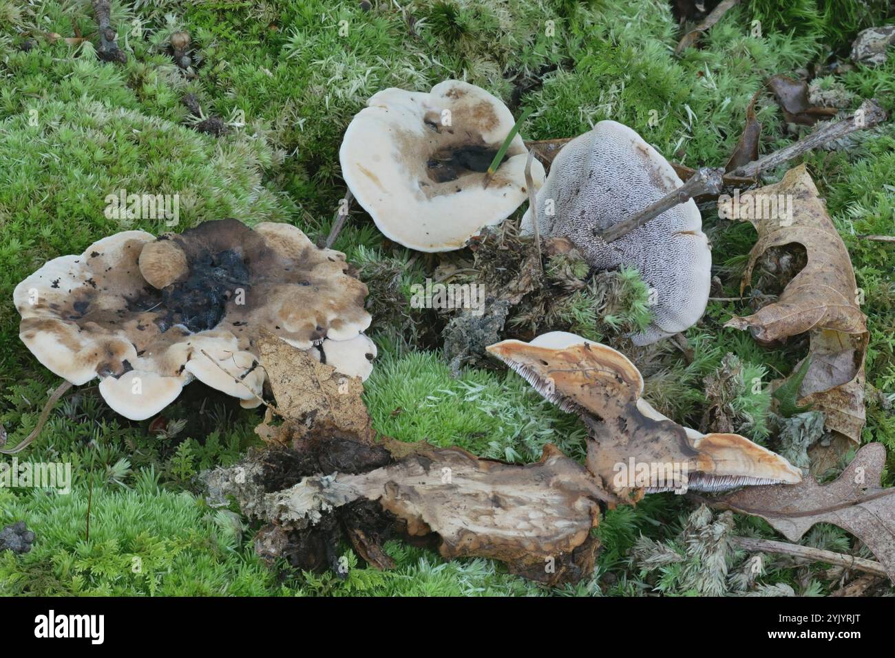 Orange Rough-cap Tooth (Hydnellum aurantiacum Stock Photo - Alamy