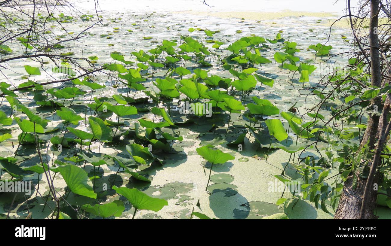 American lotus (Nelumbo lutea Stock Photo - Alamy
