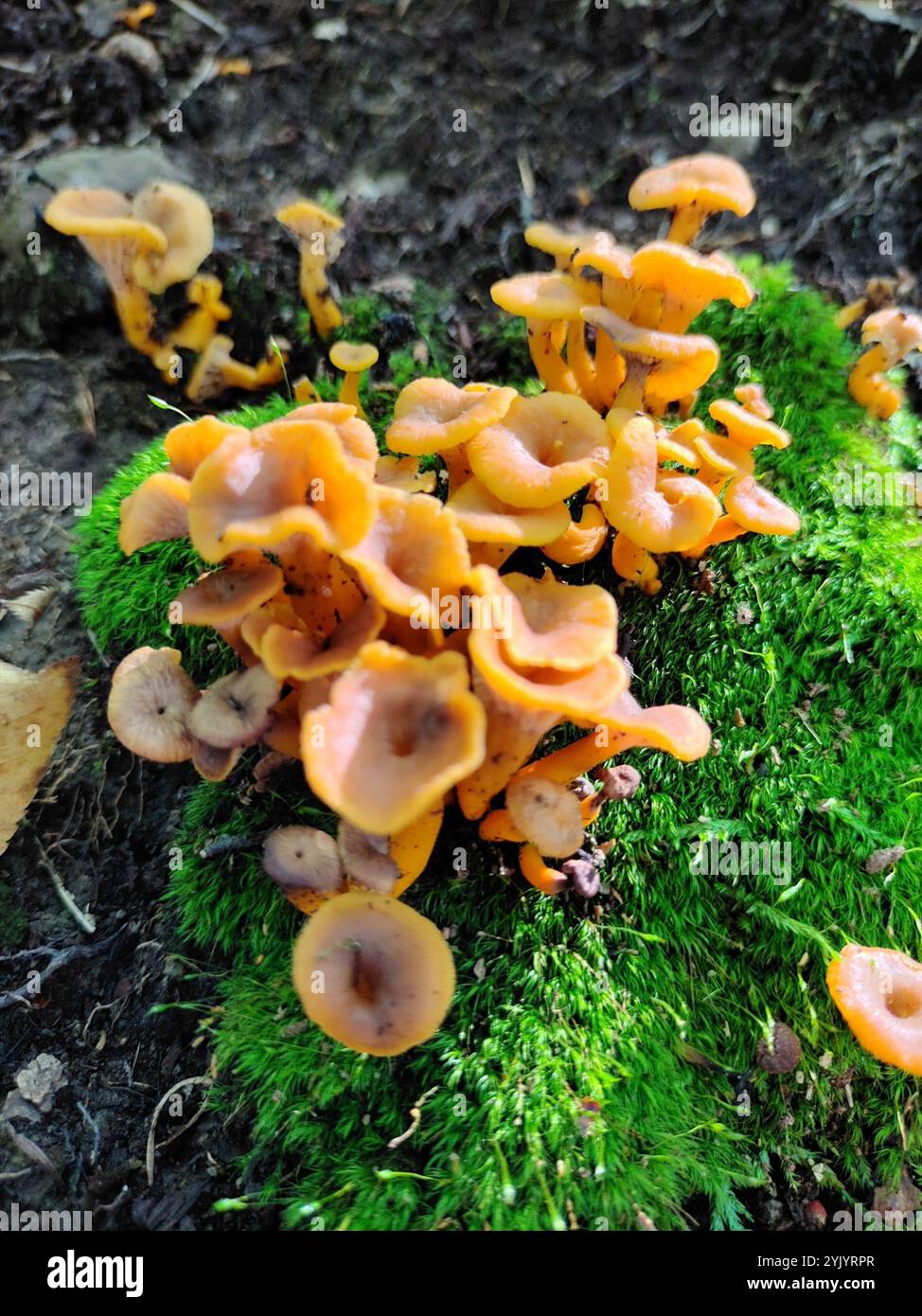 flame trumpet (Craterellus ignicolor Stock Photo - Alamy