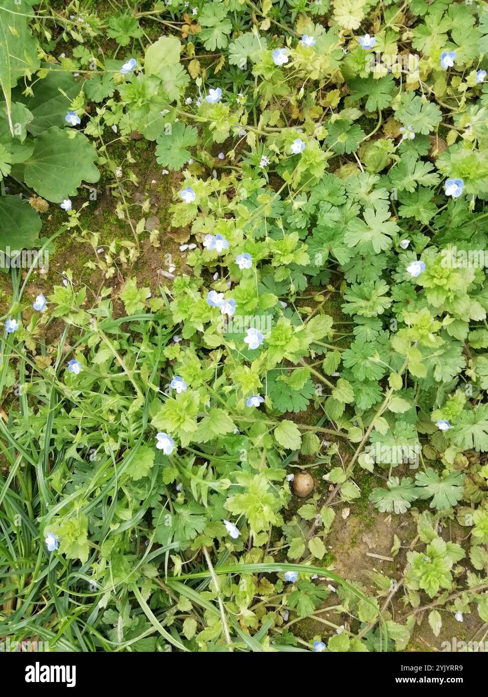 bird's-eye speedwell (Veronica persica Stock Photo - Alamy