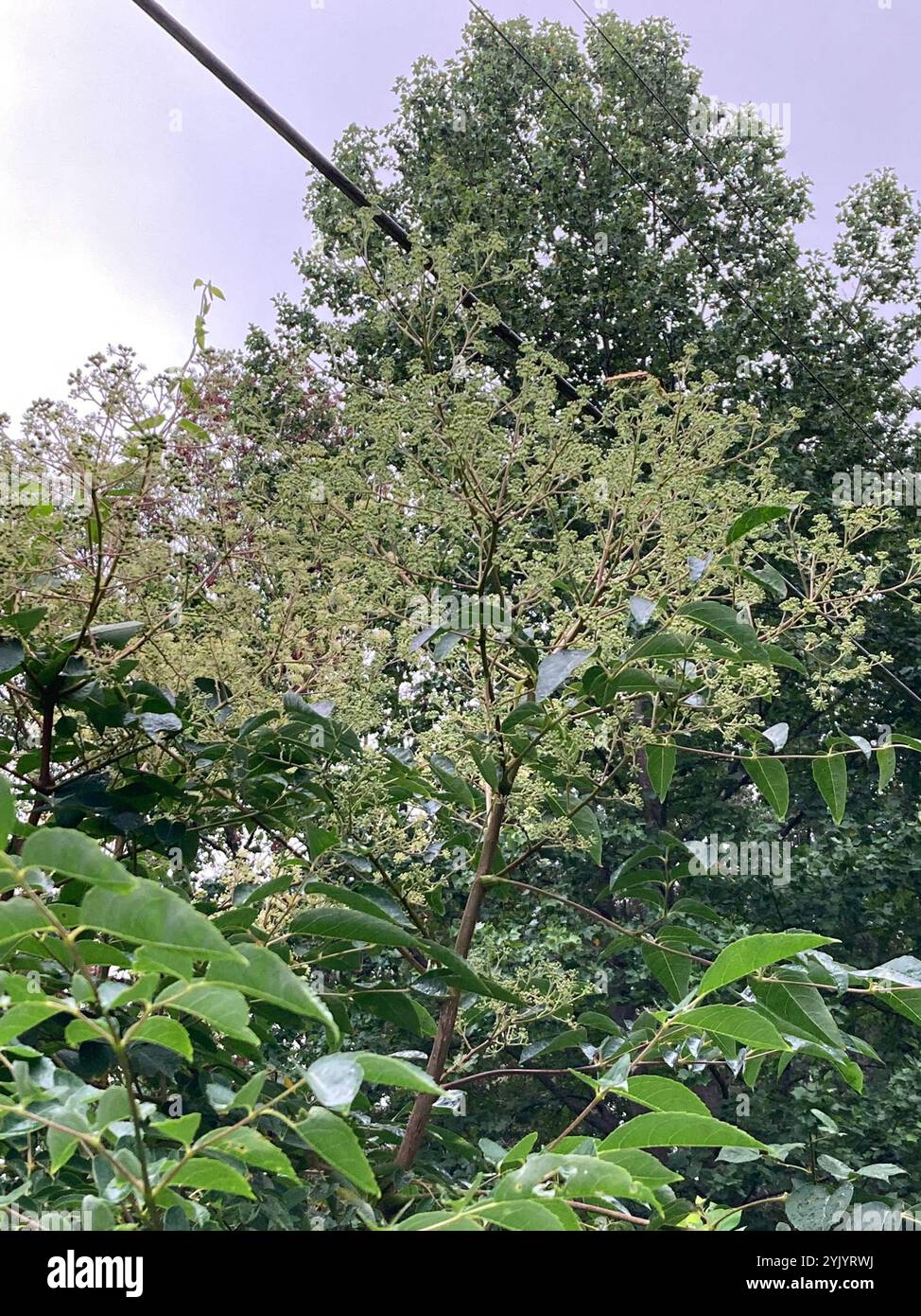 devil's walkingstick (Aralia spinosa Stock Photo - Alamy