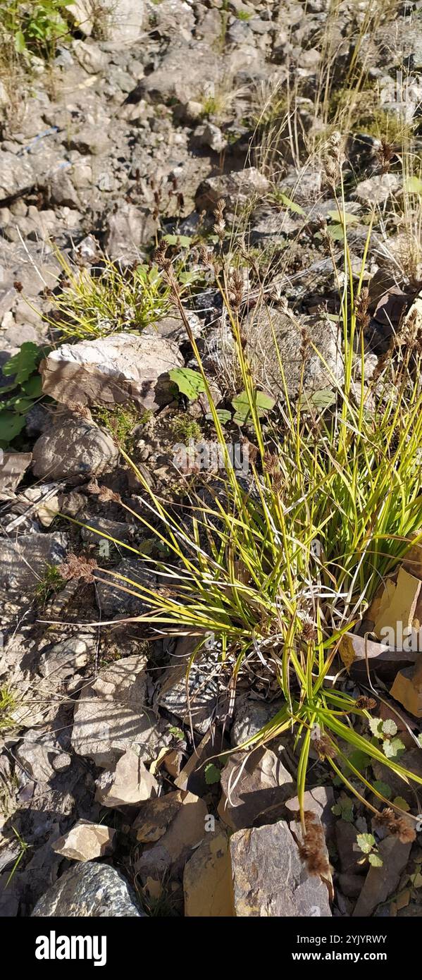 oval sedge (Carex leporina Stock Photo - Alamy