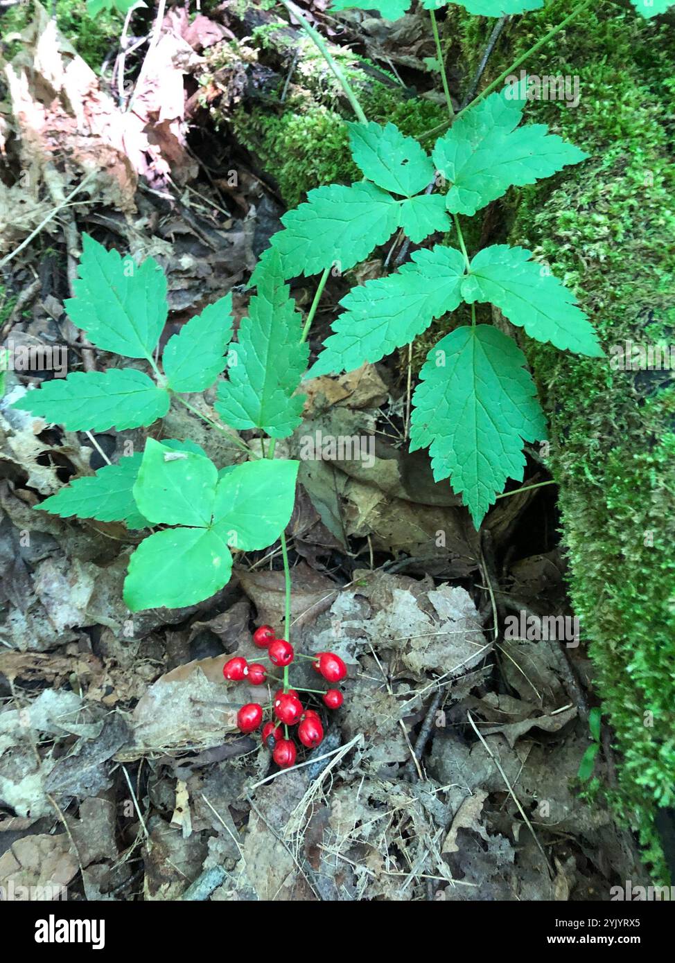 red baneberry (Actaea rubra Stock Photo - Alamy