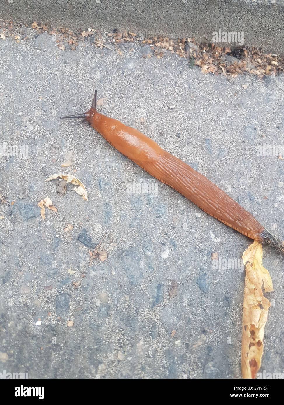 Spanish Slug (Arion vulgaris Stock Photo - Alamy