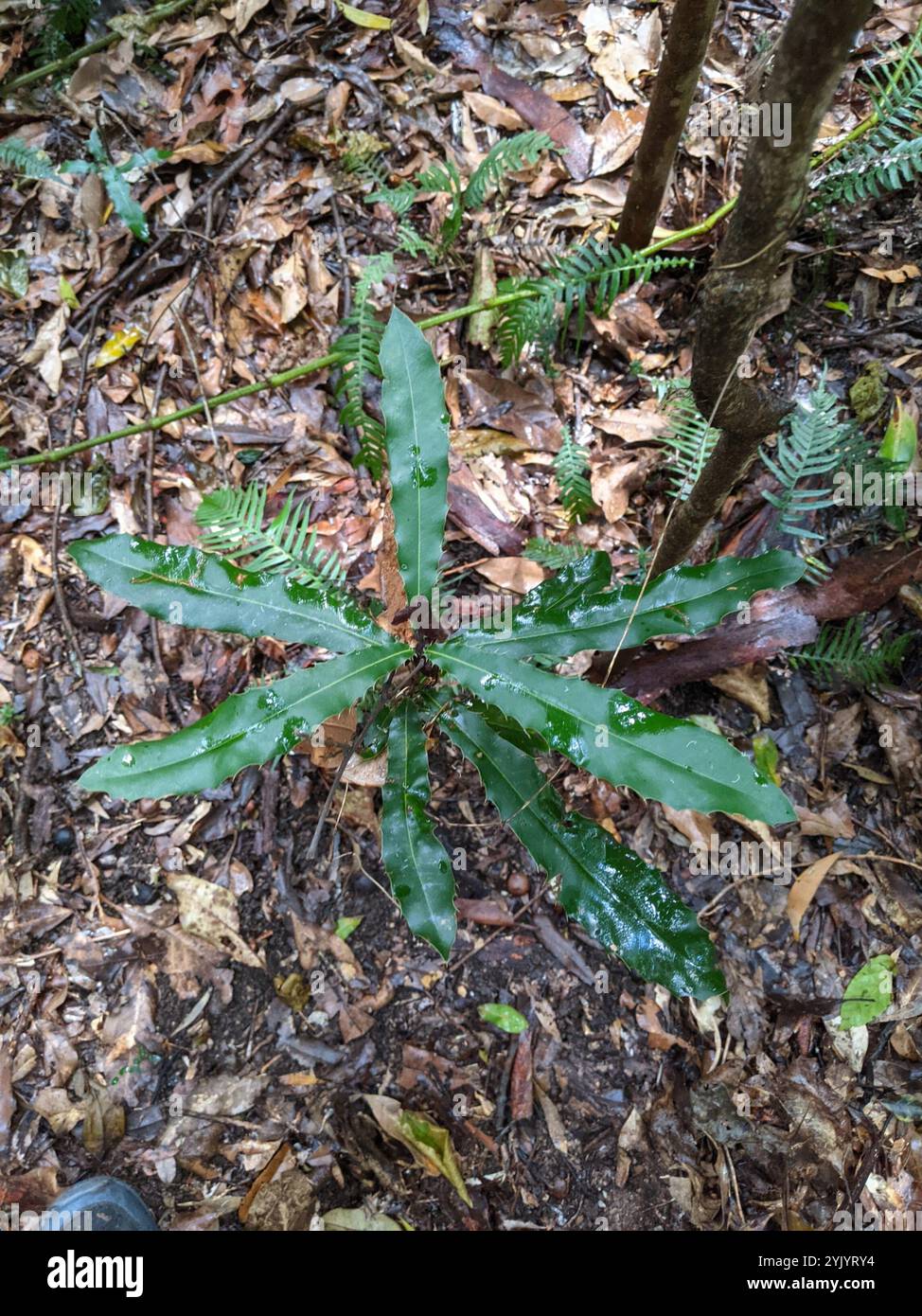 Macadamia Tree (Macadamia integrifolia Stock Photo - Alamy