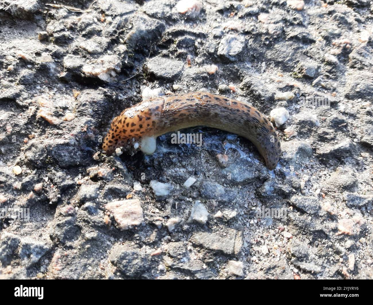 Leopard Slug (Limax maximus Stock Photo - Alamy