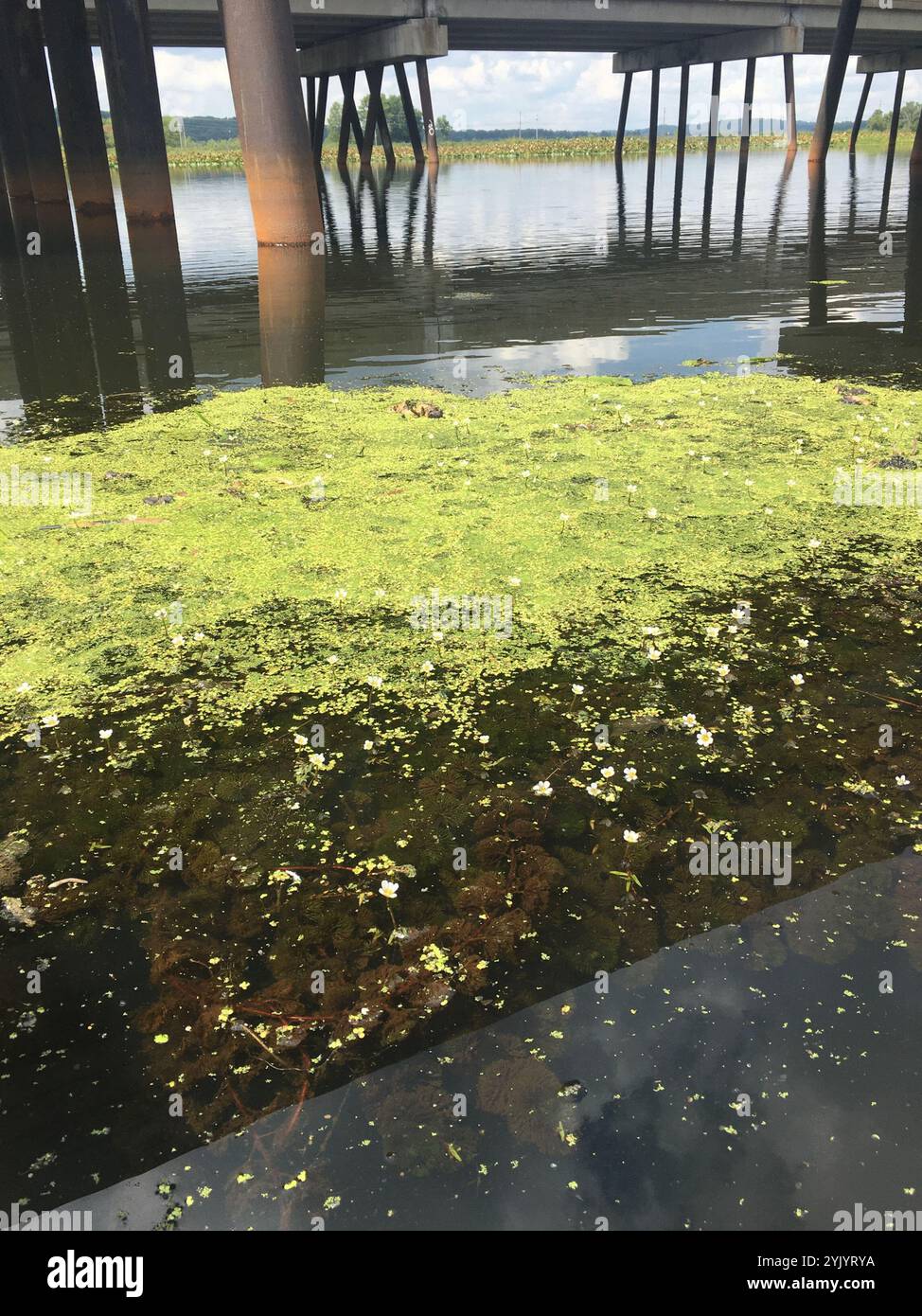 Fanwort caroliniana hi-res stock photography and images - Alamy