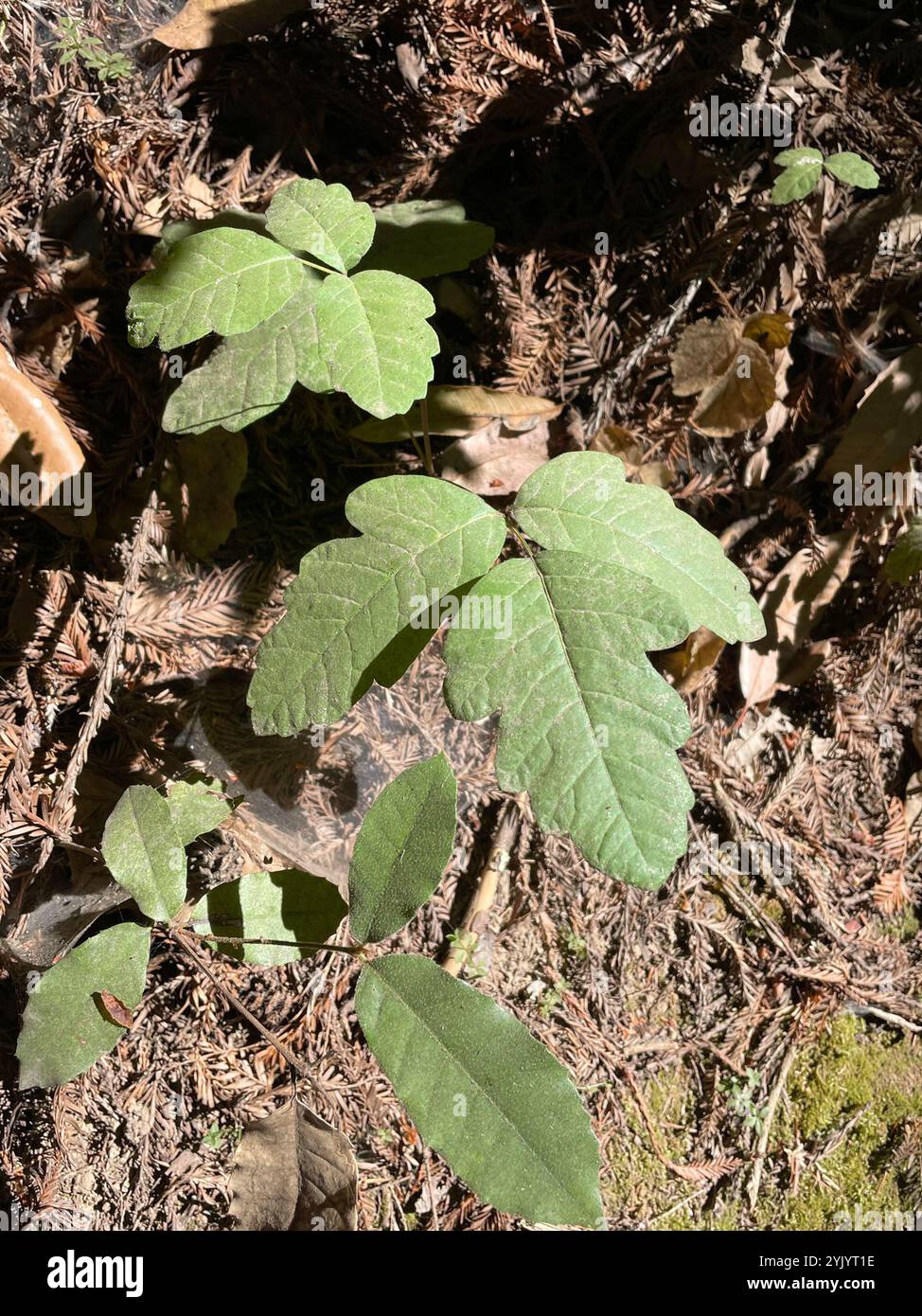 Pacific poison oak (Toxicodendron diversilobum Stock Photo - Alamy