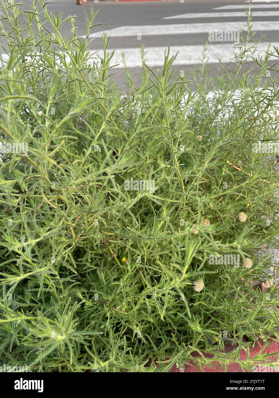 Stinkwort dittrichia graveolens hi-res stock photography and images - Alamy