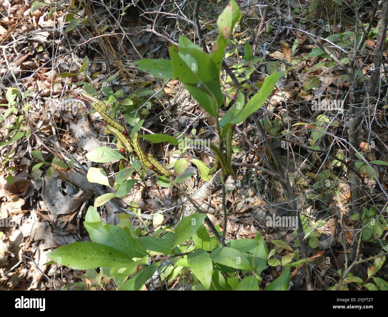 Azalea Caterpillar Moth (Datana major Stock Photo - Alamy