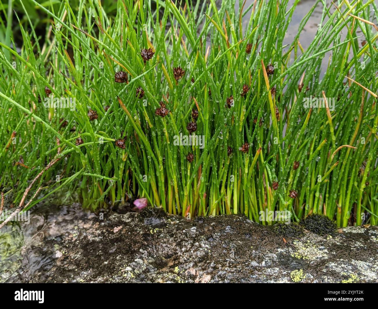 vascular plants (Tracheophyta Stock Photo - Alamy