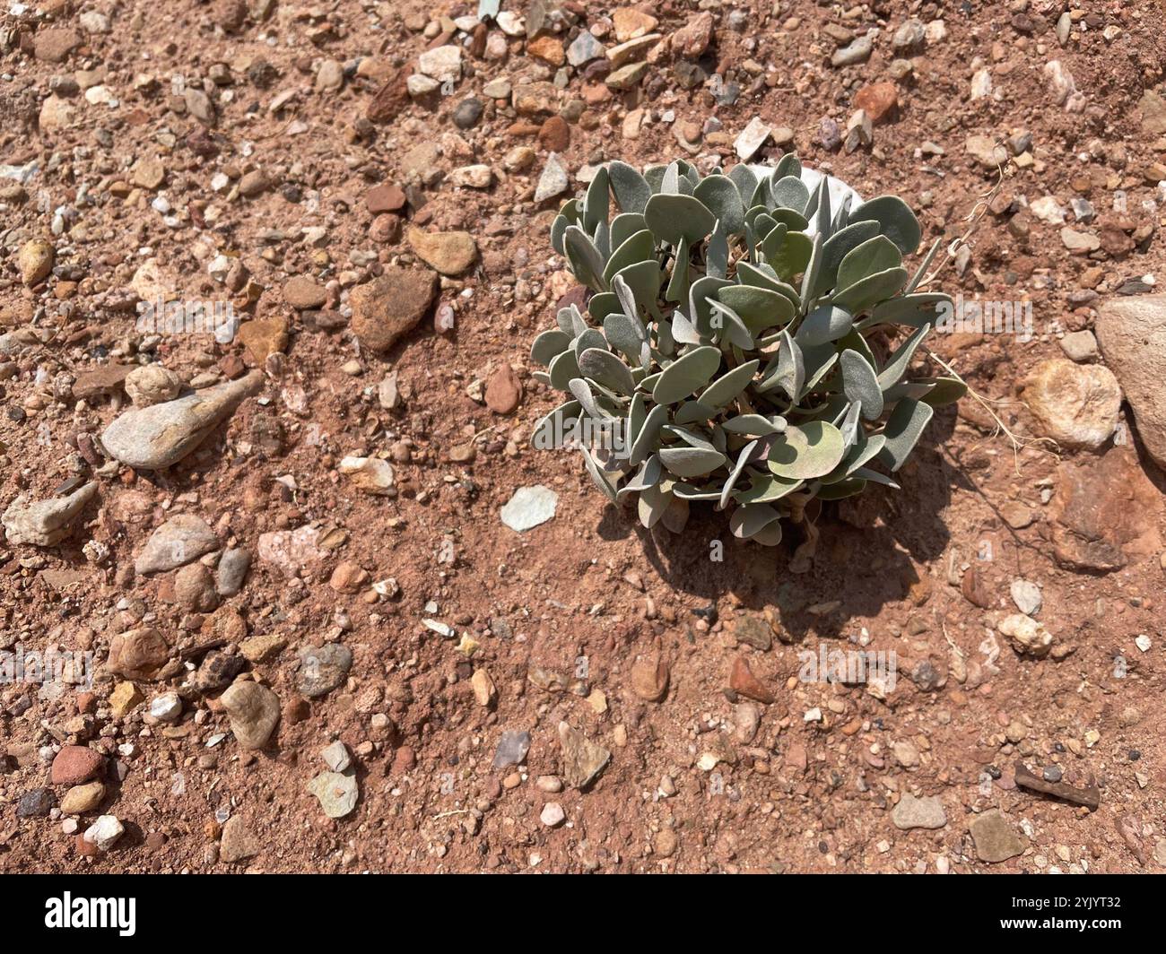 Bladderpods hi-res stock photography and images - Alamy