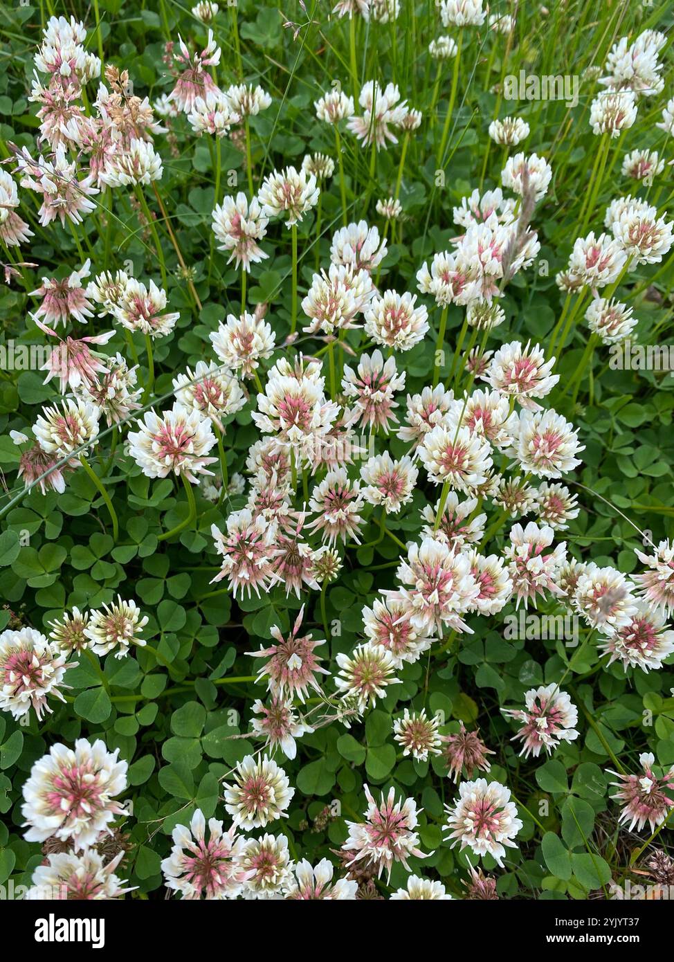 white clover (Trifolium repens Stock Photo - Alamy
