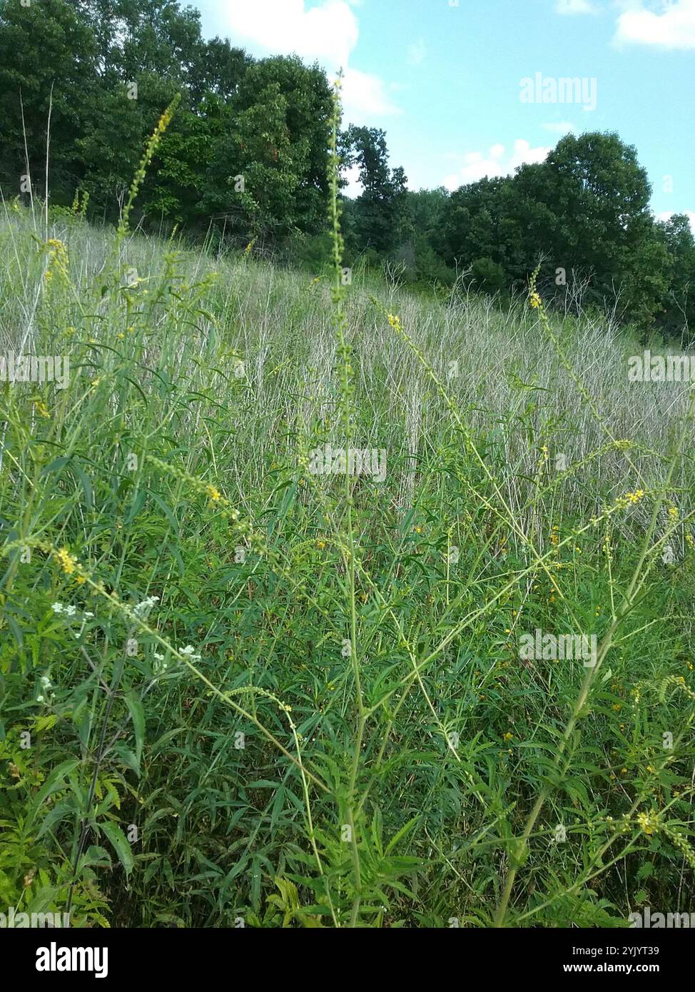 swamp agrimony (Agrimonia parviflora Stock Photo - Alamy