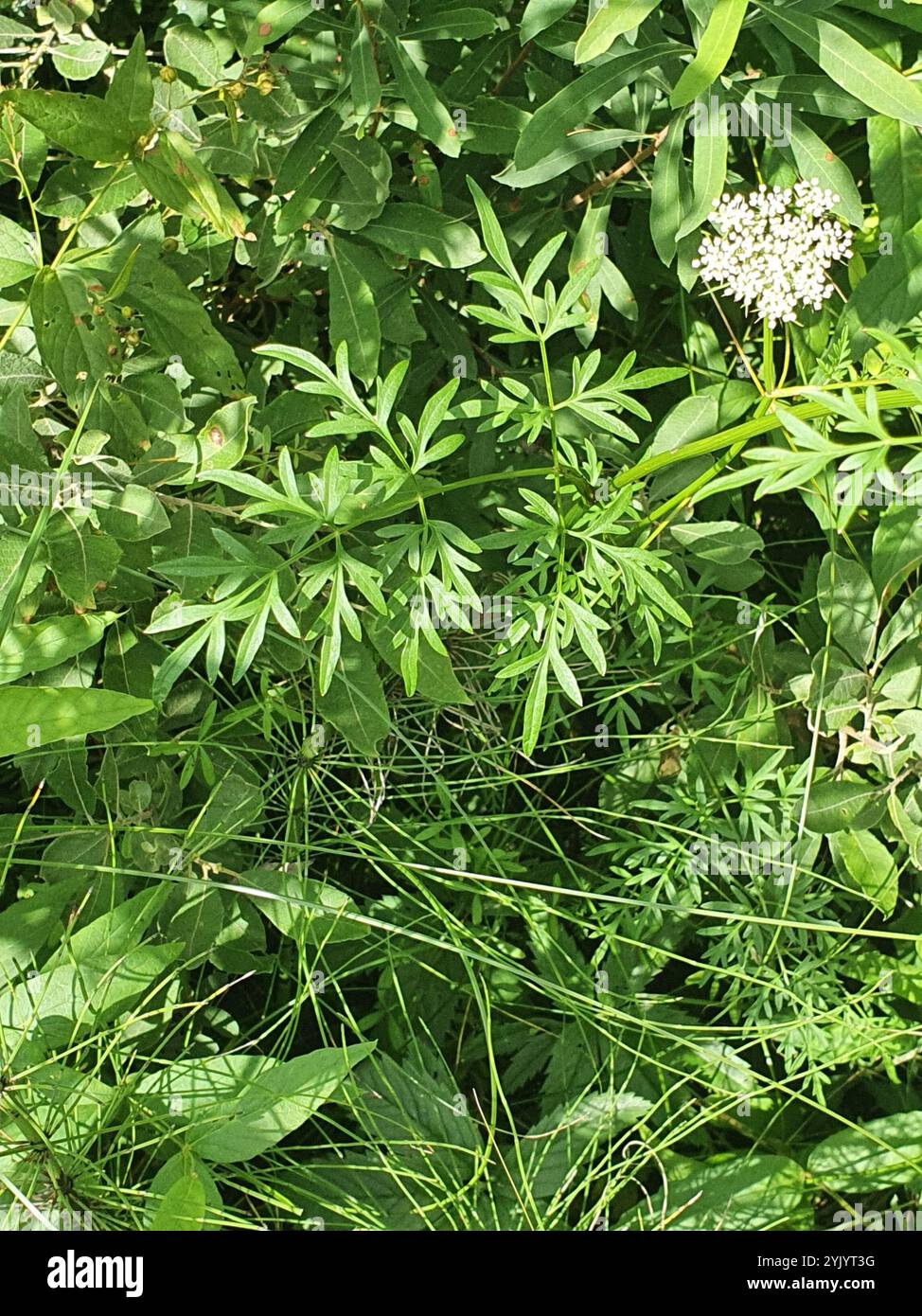 Milk Parsley (Peucedanum palustre Stock Photo - Alamy