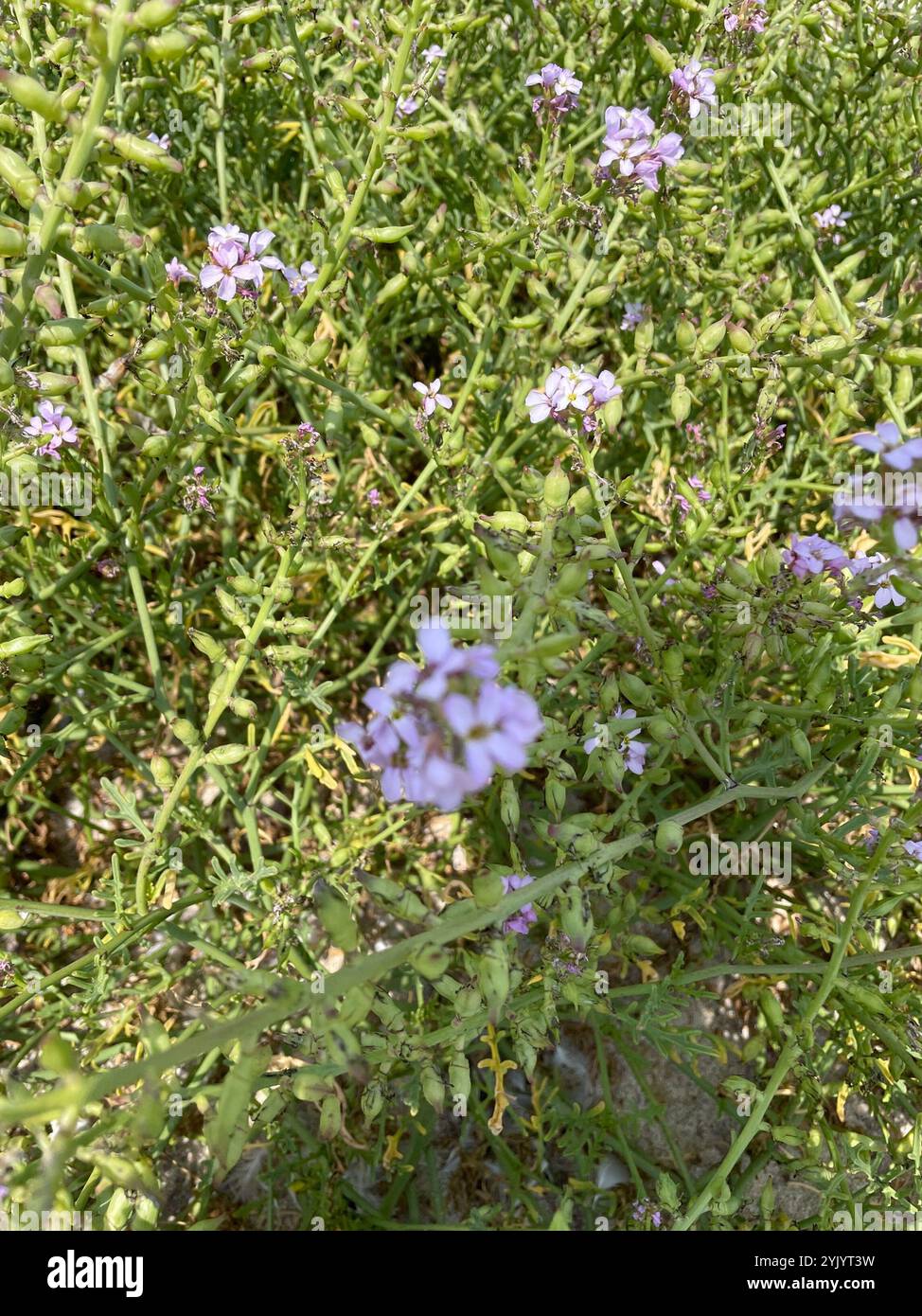 European Searocket (Cakile maritima Stock Photo - Alamy