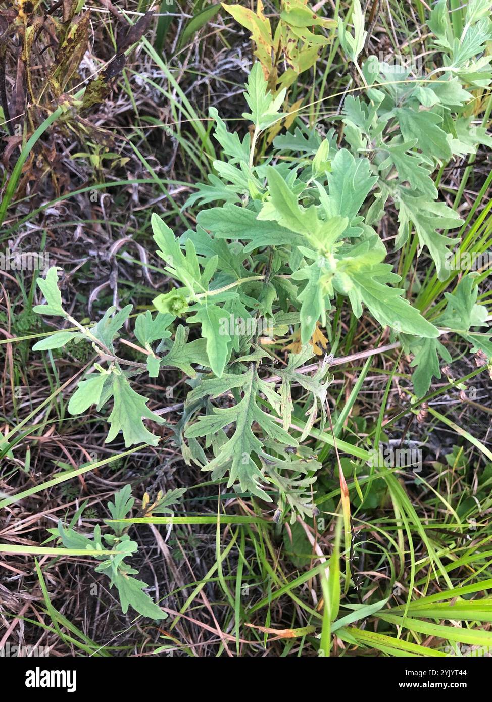 western ragweed (Ambrosia psilostachya Stock Photo - Alamy
