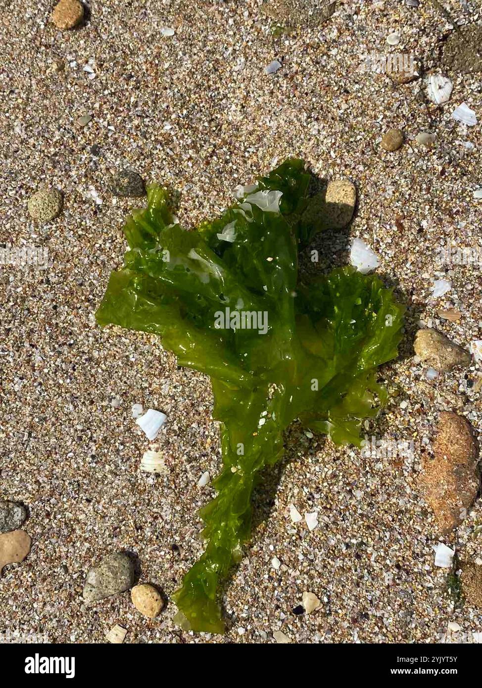 Broadleaf Sea Lettuce (Ulva lactuca Stock Photo - Alamy