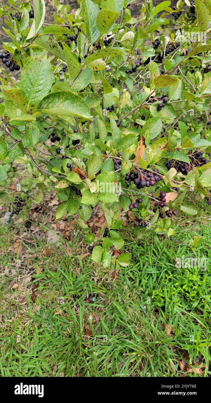 black chokeberry (Aronia melanocarpa Stock Photo - Alamy