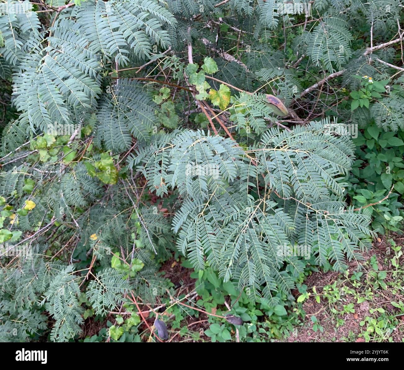 Pacara Earpod Tree (Enterolobium contortisiliquum Stock Photo - Alamy