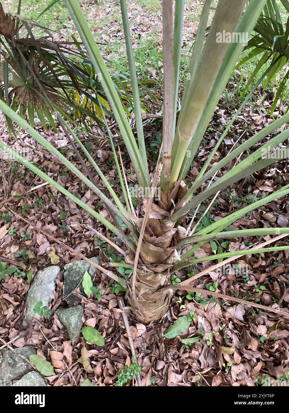 Silver Thatch Palm (Coccothrinax alta Stock Photo - Alamy