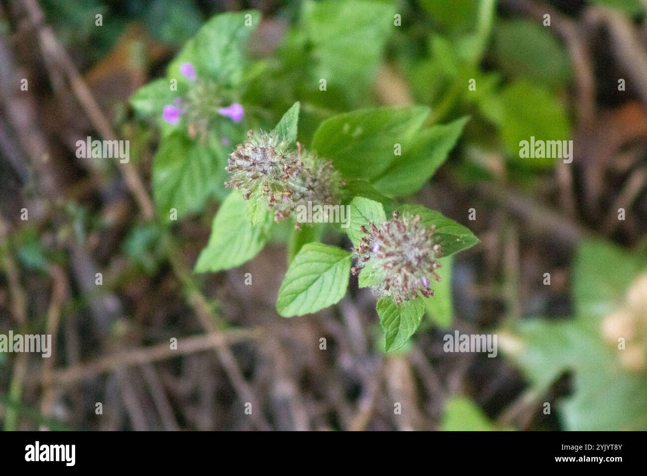 Wild Basil (Clinopodium vulgare Stock Photo - Alamy