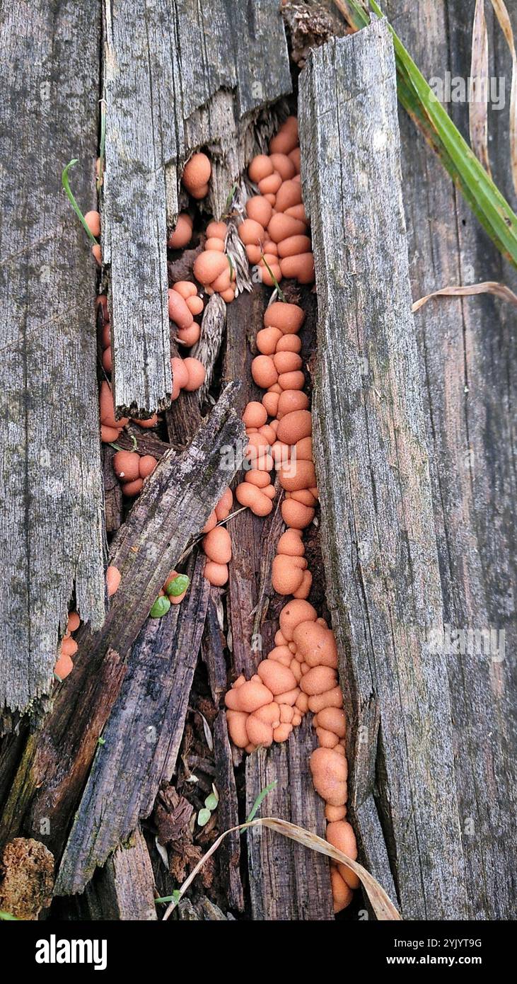 Wolf's Milk (Lycogala epidendrum Stock Photo - Alamy