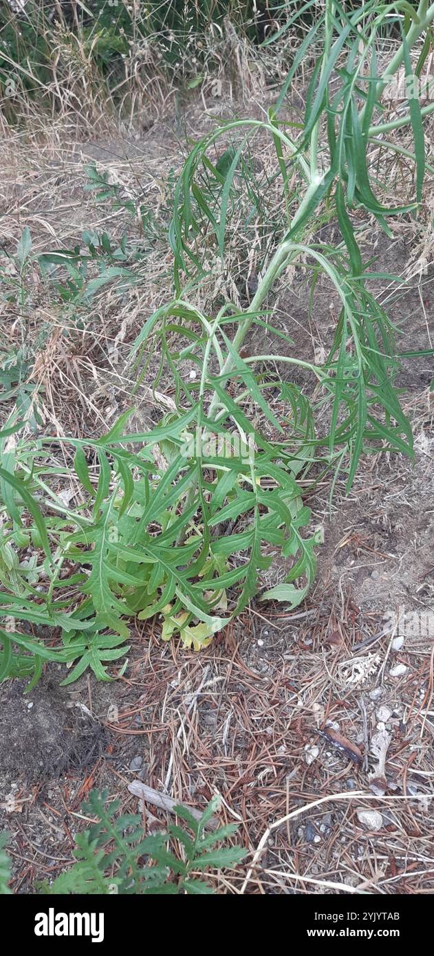 Sisymbrium altissimum hi-res stock photography and images - Alamy