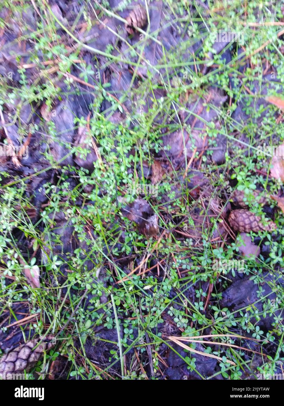 Common Marsh-bedstraw (Galium palustre Stock Photo - Alamy