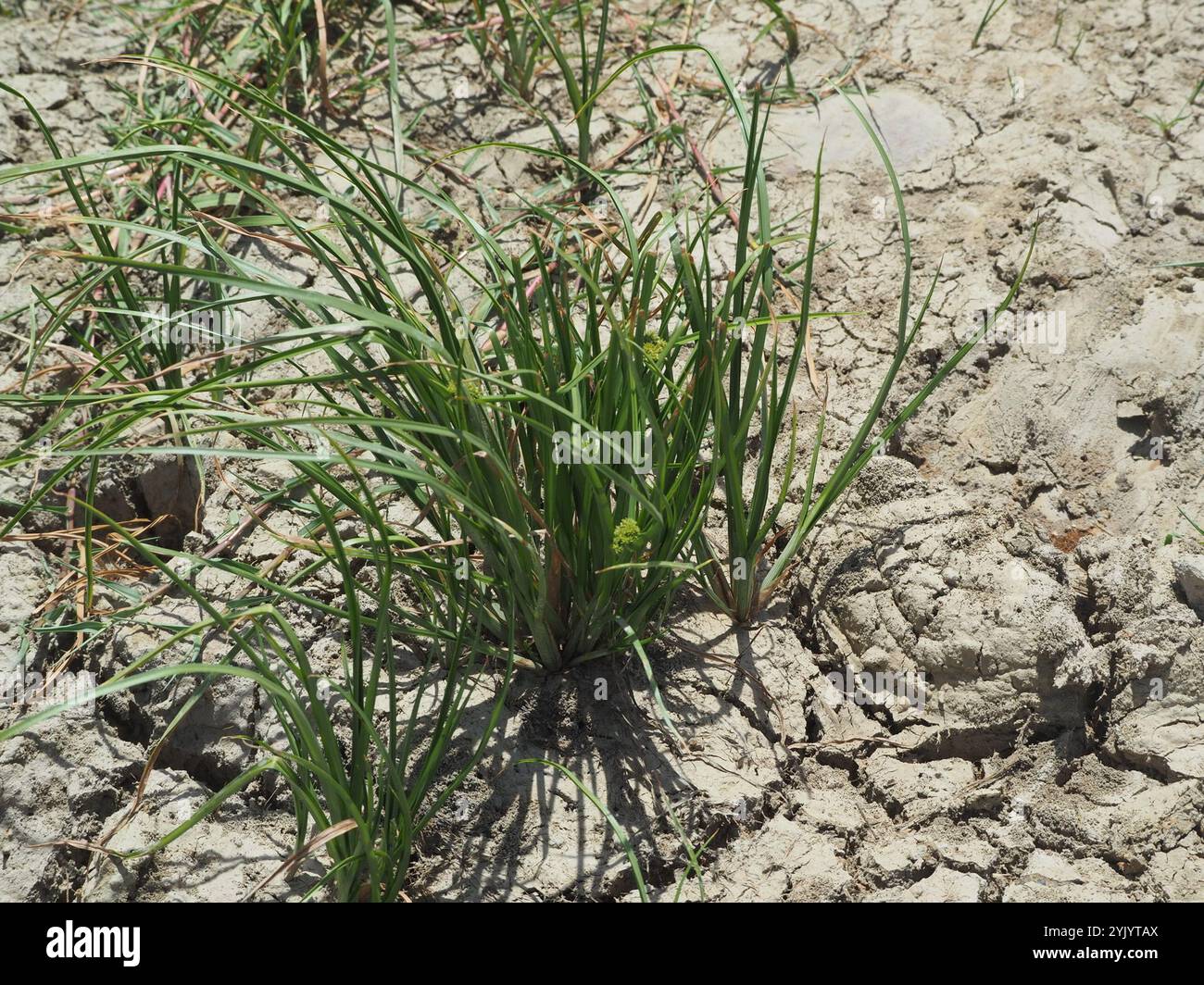 Variable Flatsedge (Cyperus difformis Stock Photo - Alamy