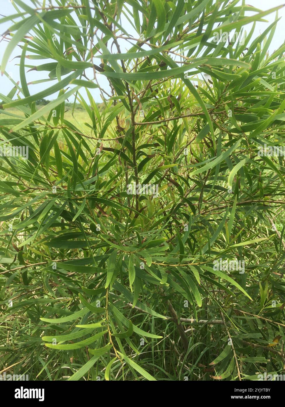 Taiwan Acacia (Acacia confusa Stock Photo - Alamy
