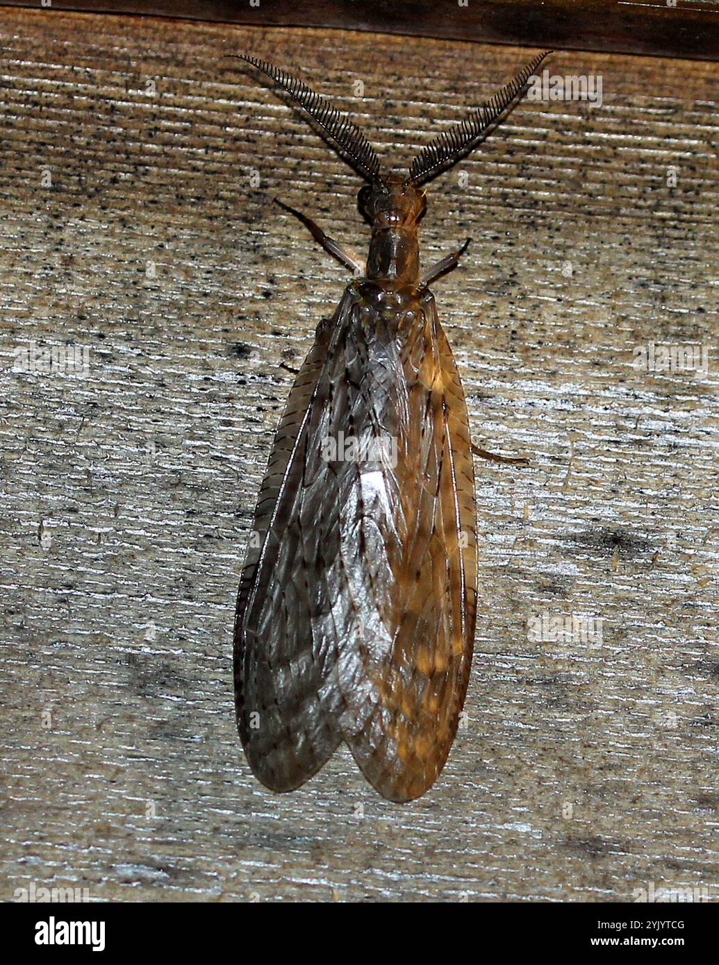 Summer fishfly hi-res stock photography and images - Alamy