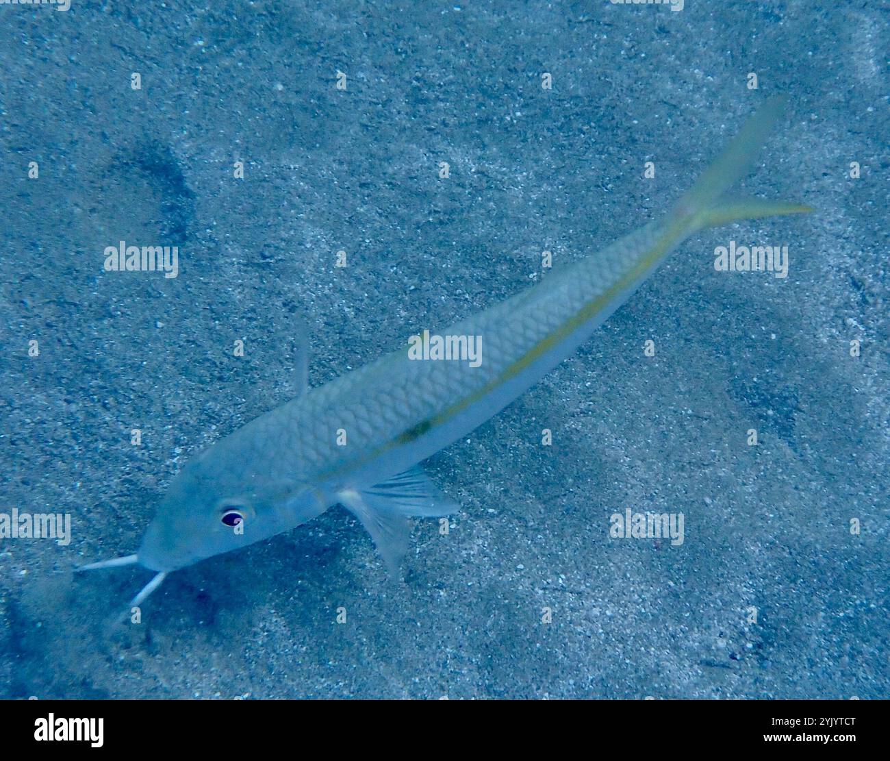 Yellowstripe Goatfish (Mulloidichthys flavolineatus Stock Photo - Alamy