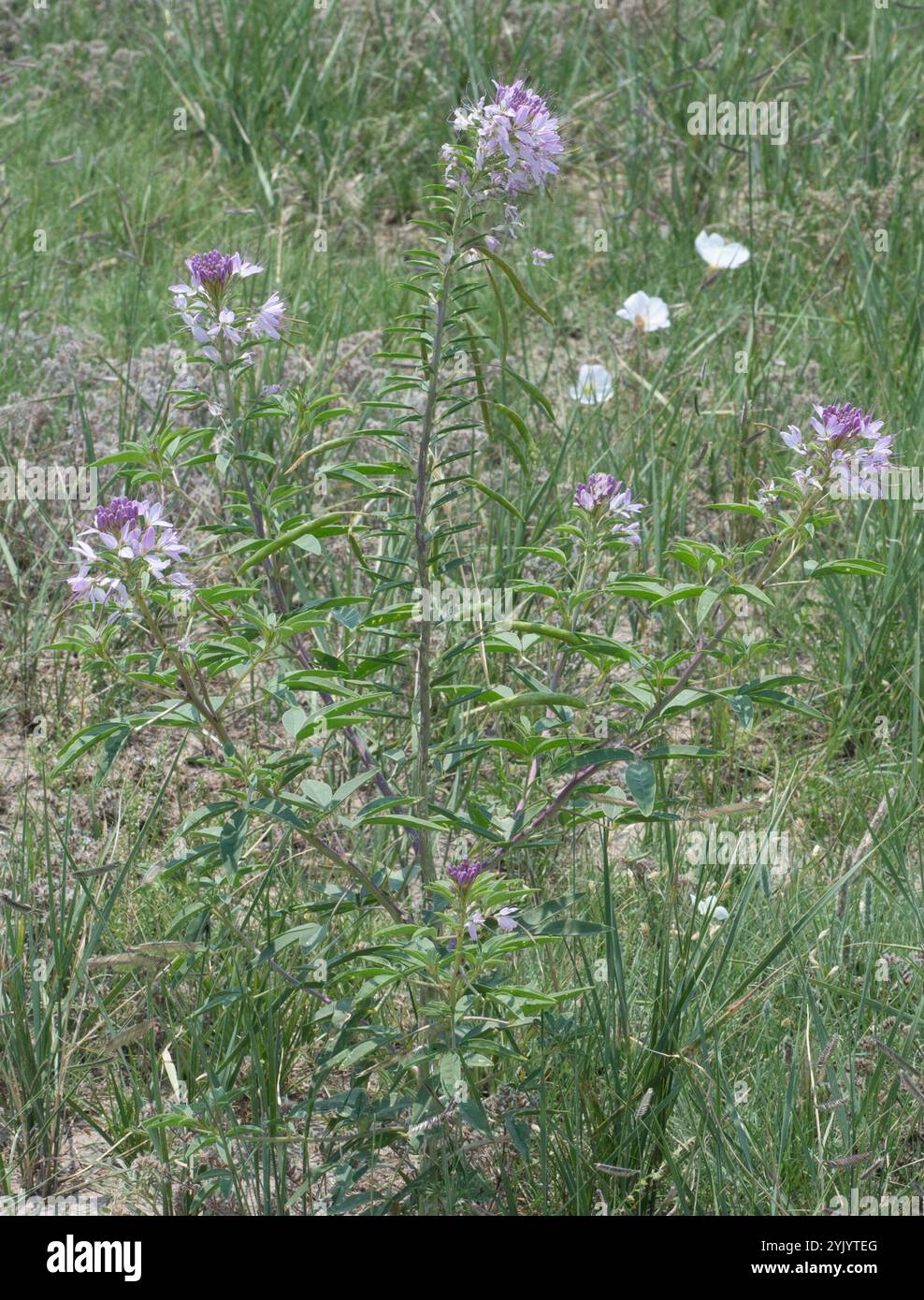 Stinkweed hi-res stock photography and images - Alamy