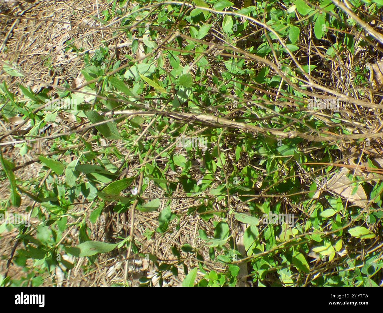 Georgia calamint (Clinopodium carolinianum Stock Photo - Alamy