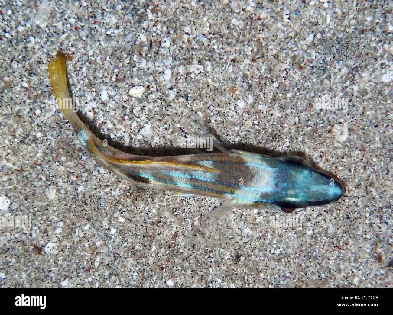Bluestriped Snapper (Lutjanus kasmira Stock Photo - Alamy