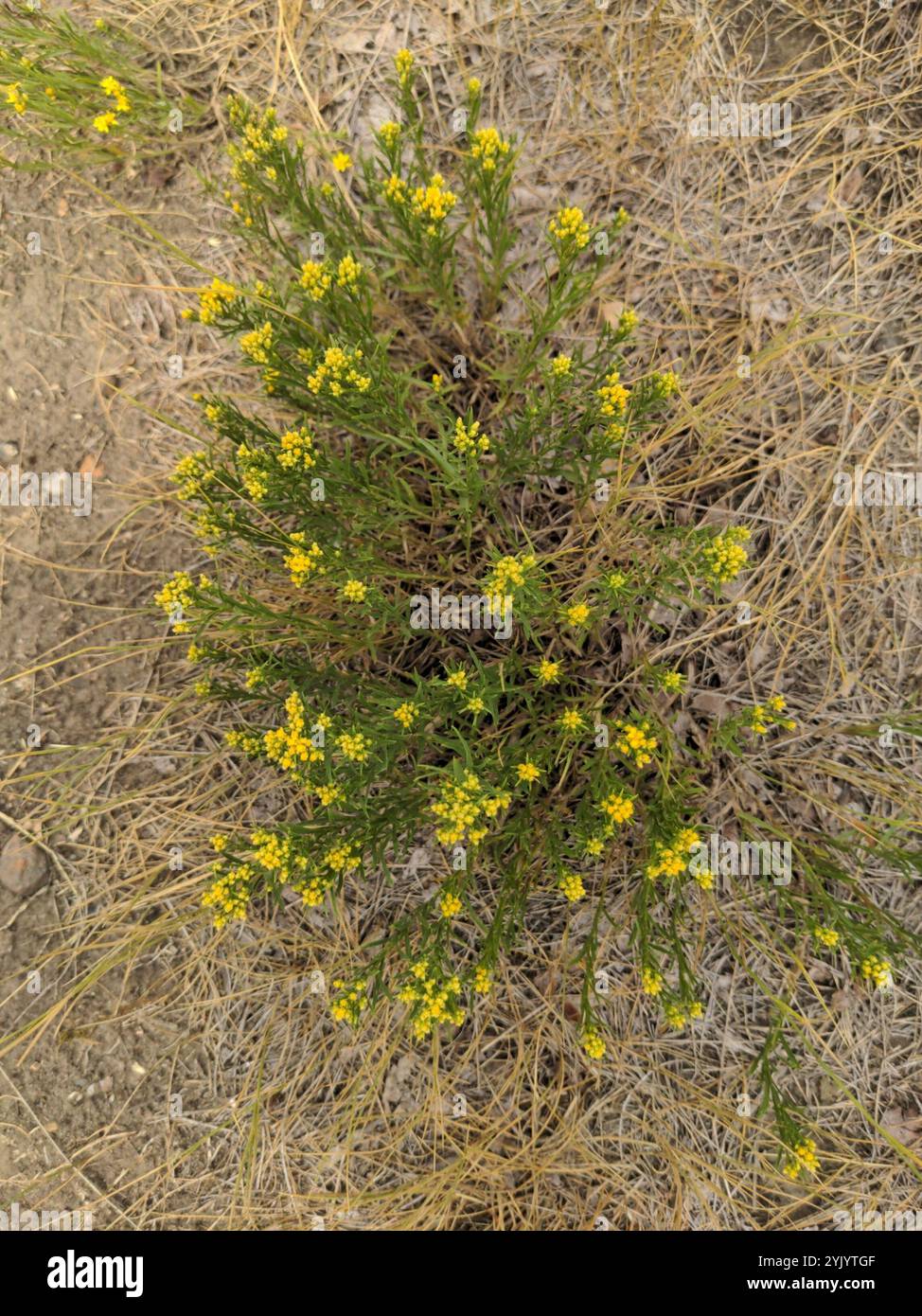 Broom Snakeweed (Gutierrezia sarothrae Stock Photo - Alamy
