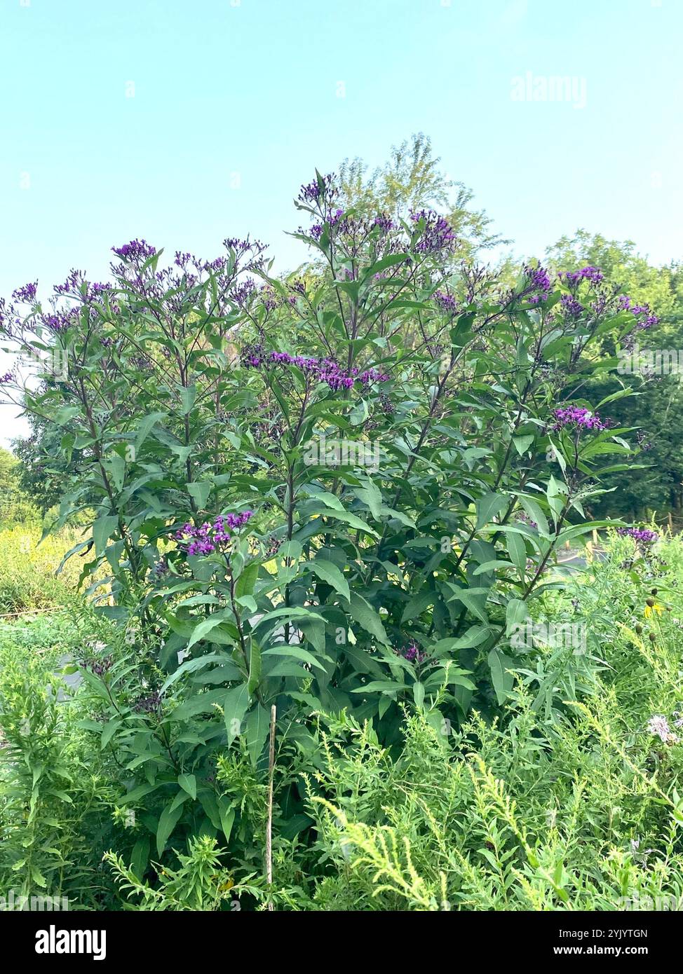 Tall Ironweed (Vernonia gigantea Stock Photo - Alamy