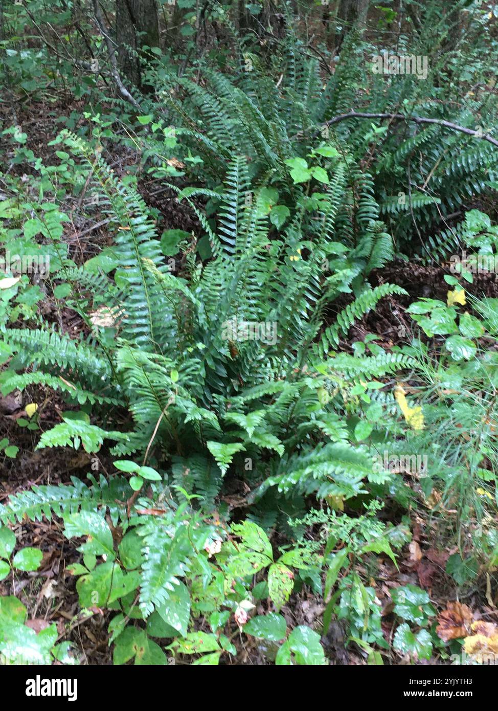 Christmas fern (Polystichum acrostichoides Stock Photo - Alamy