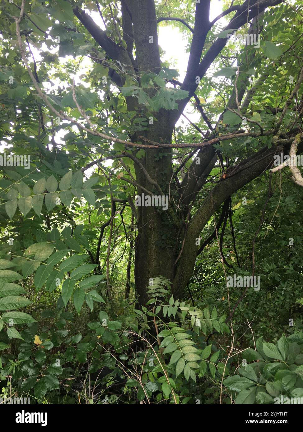 tree-of-heaven (Ailanthus altissima Stock Photo - Alamy