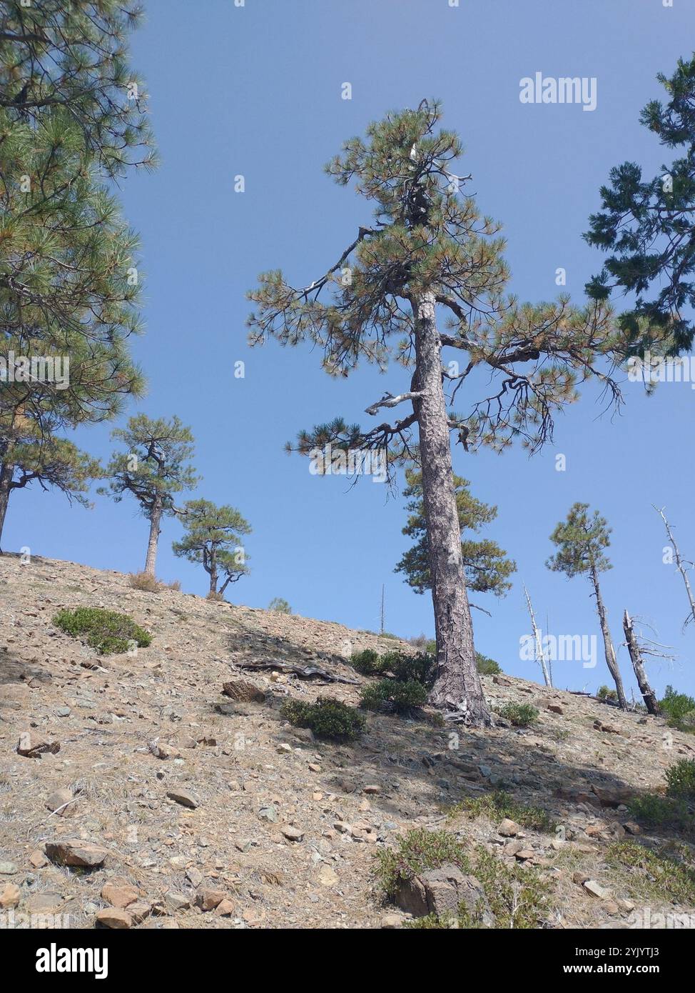 Jeffrey pine (Pinus jeffreyi Stock Photo - Alamy