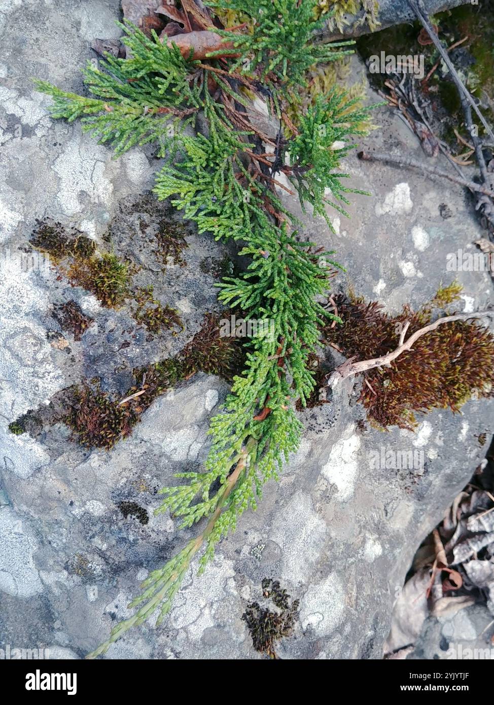 creeping juniper (Juniperus horizontalis Stock Photo - Alamy