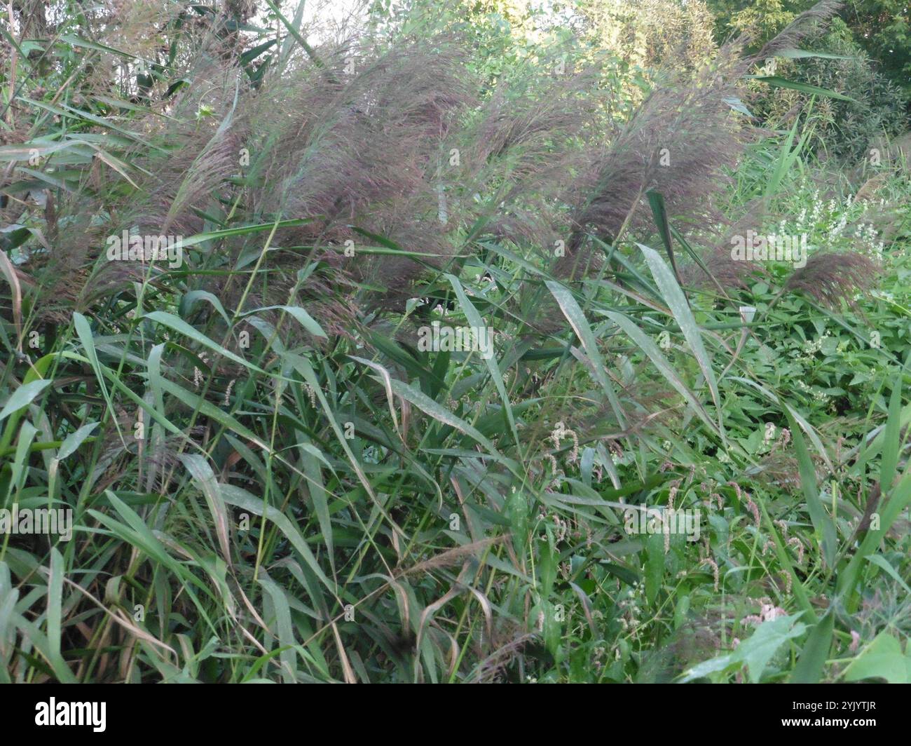 common reed (Phragmites australis Stock Photo - Alamy