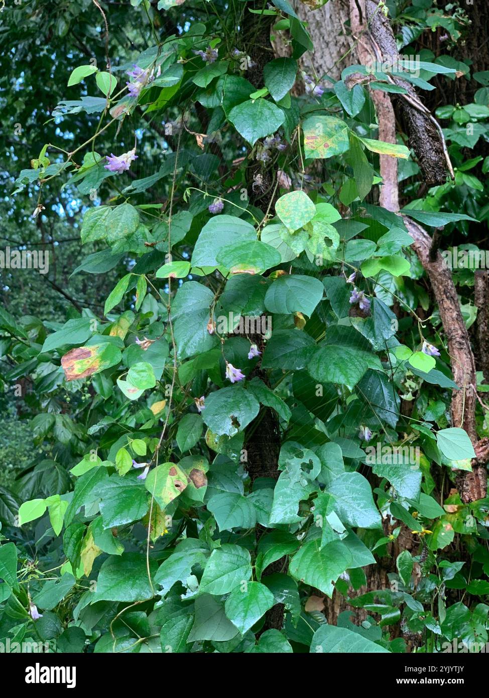 American hog-peanut (Amphicarpaea bracteata Stock Photo - Alamy