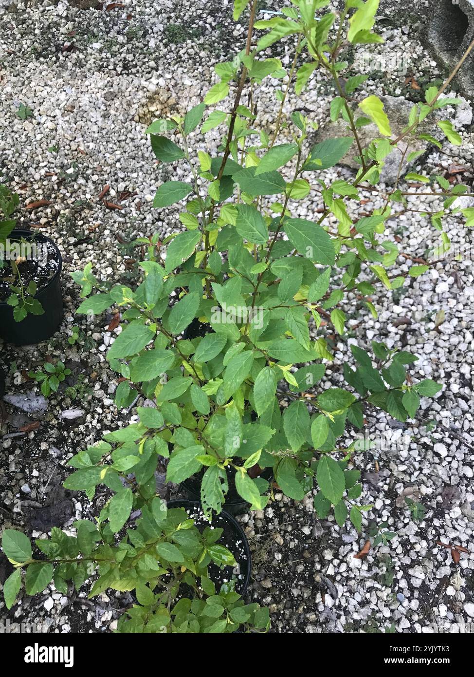 Common Fanpetals (Sida ulmifolia Stock Photo - Alamy