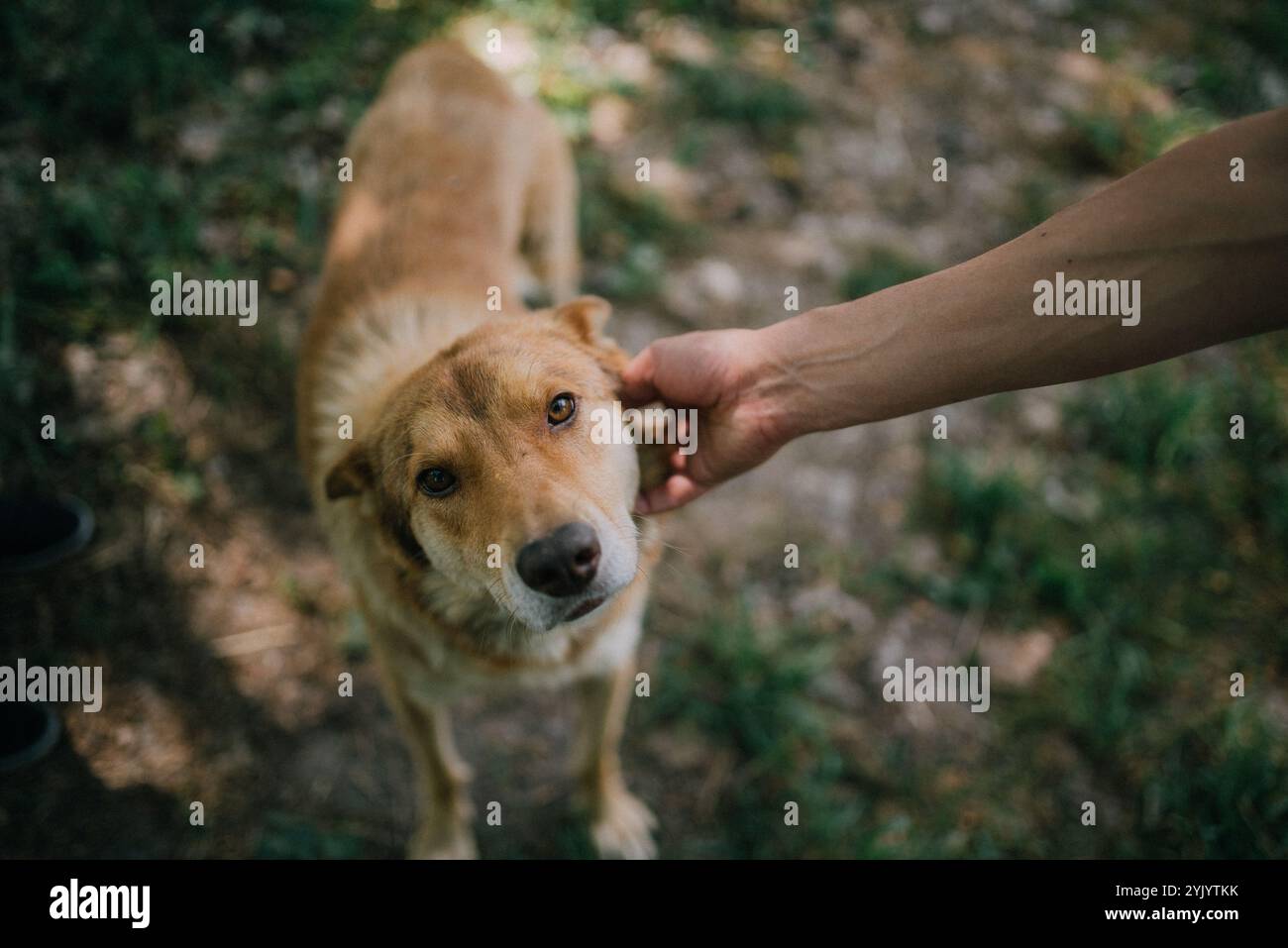 Companion animal bond hi-res stock photography and images - Alamy