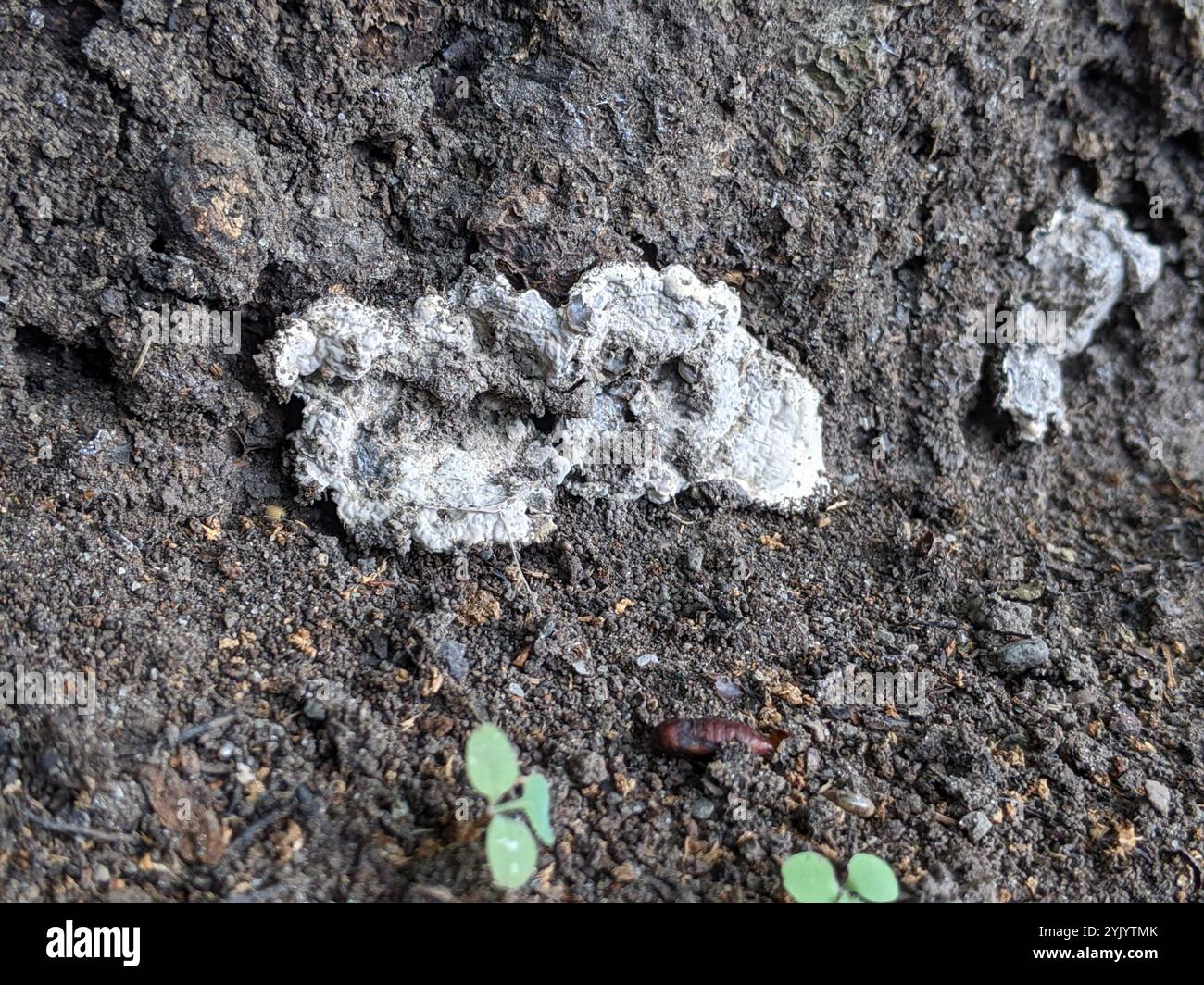 Brittle Cinder (Kretzschmaria deusta Stock Photo - Alamy